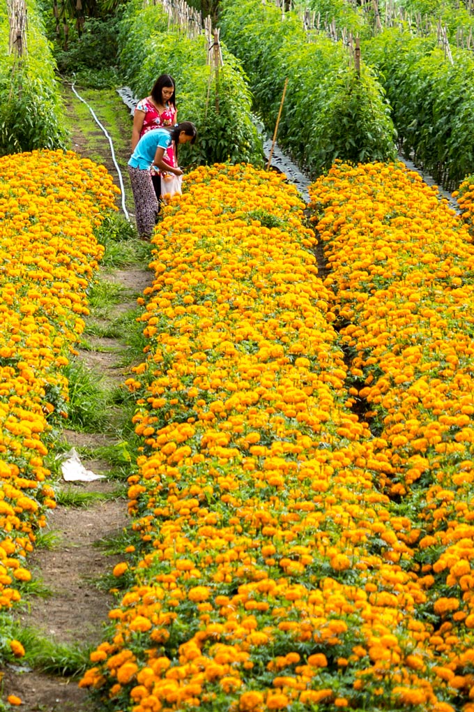 Bali-flower-field-V - Global Girl Travels
