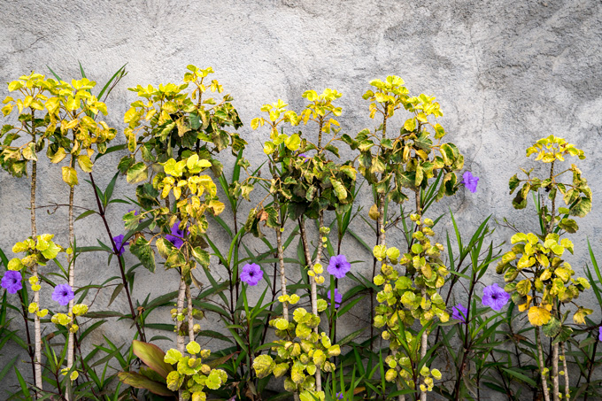 Bali-flowers-wall-H - Global Girl Travels