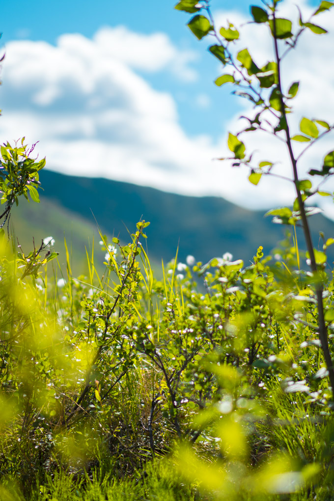 Alaska-Arctic-Grass-Flowers-V2 - Global Girl Travels